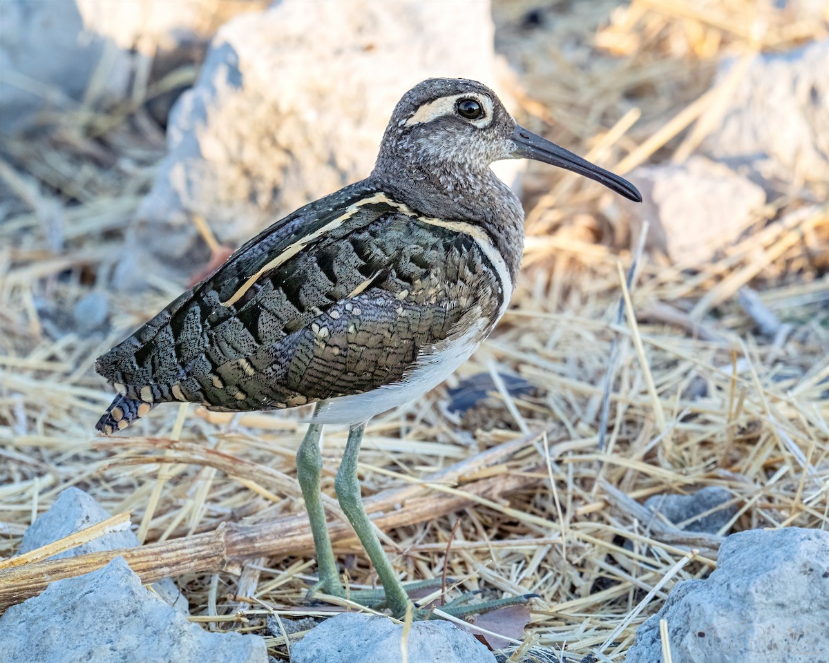 ML648213635 - Greater Painted-Snipe - Macaulay Library