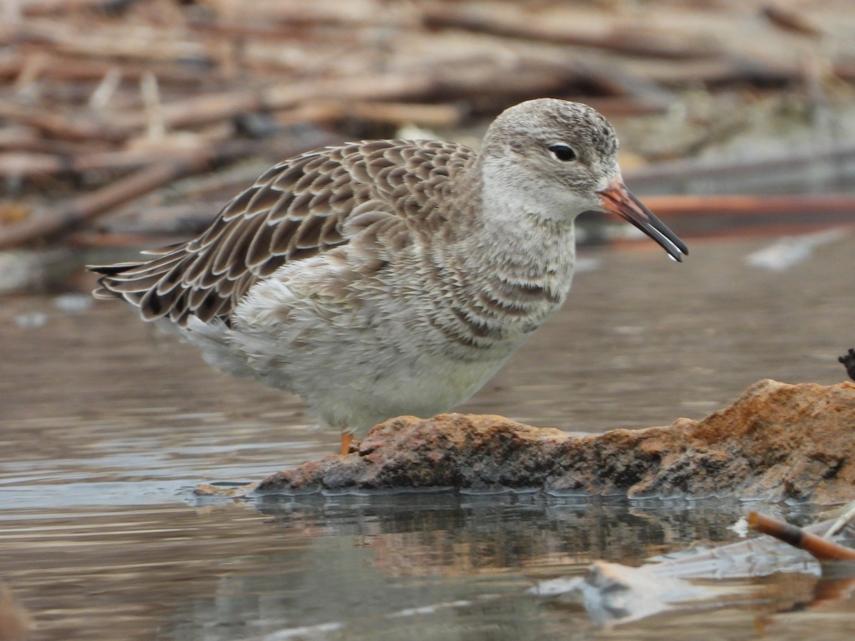 ML648237852 - Ruff - Macaulay Library
