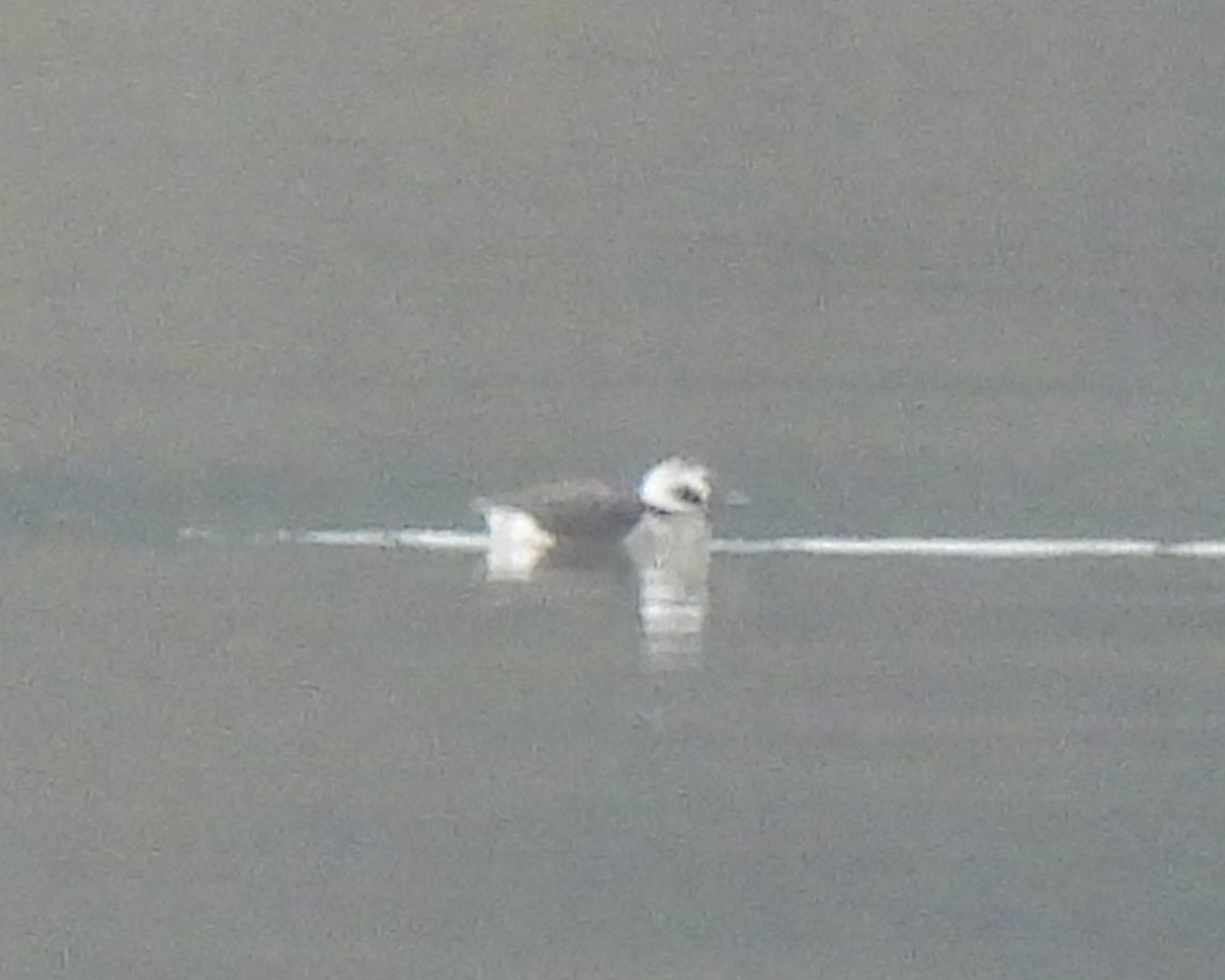 eBird Checklist - 2 Jan 2026 - Henry Hagg Lake Park--Elks Recreation ...
