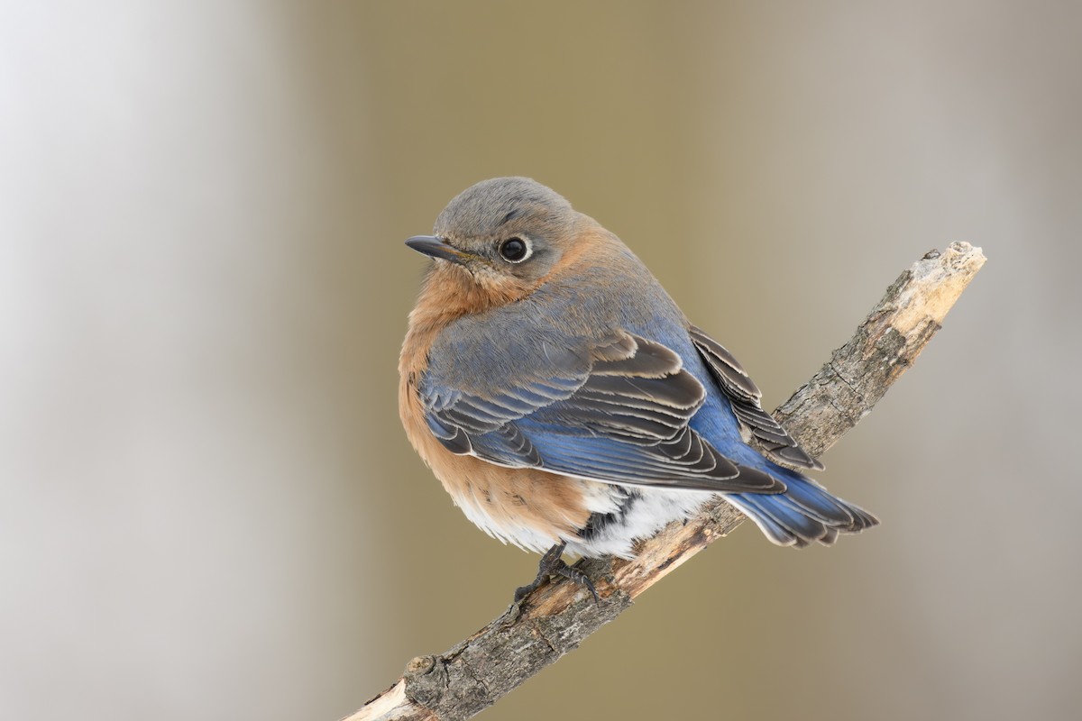 ML648242828 - Eastern Bluebird - Macaulay Library