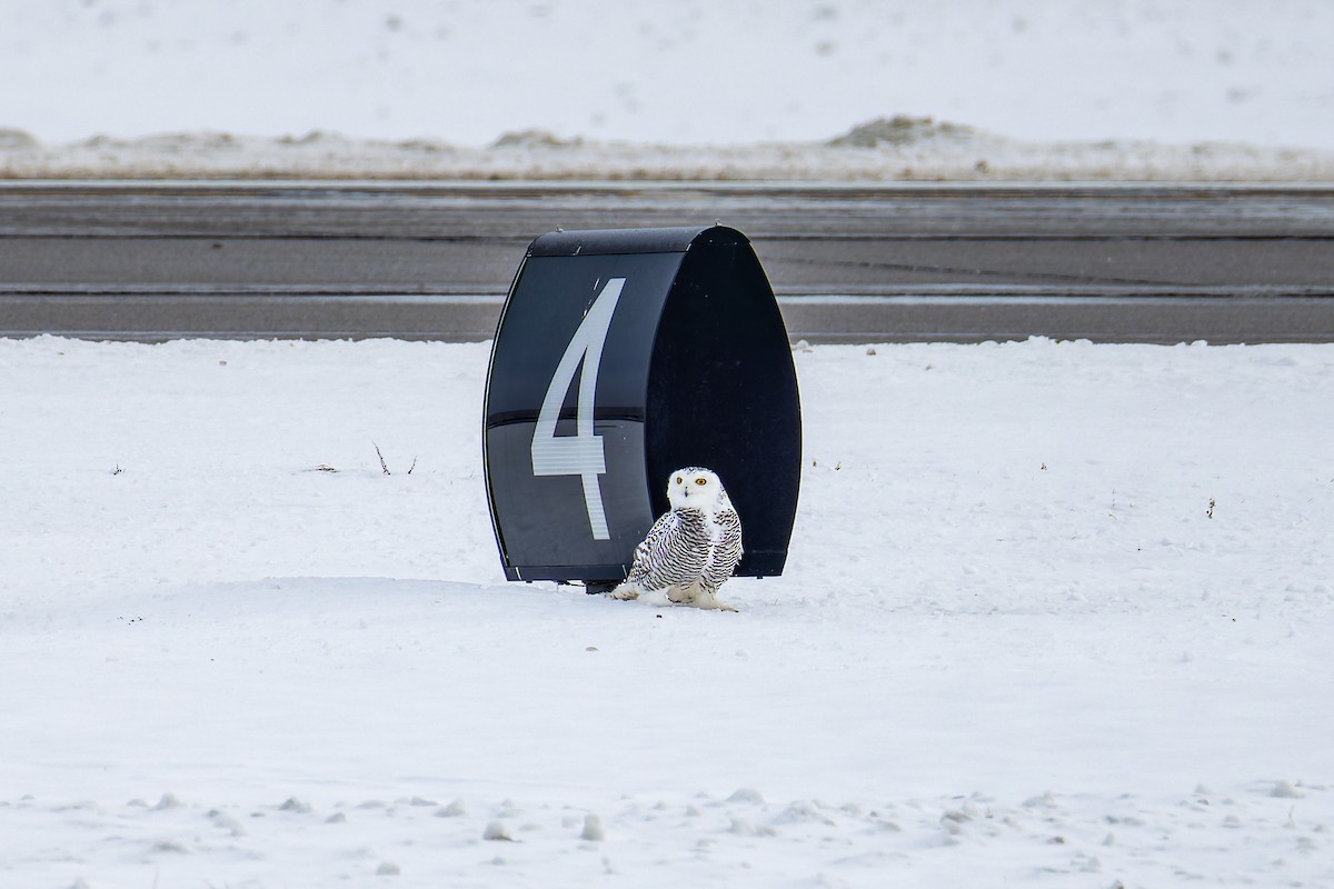 eBird Checklist - 4 Jan 2026 - MSP Aircraft Viewing Area, Cargo Rd - 3 ...