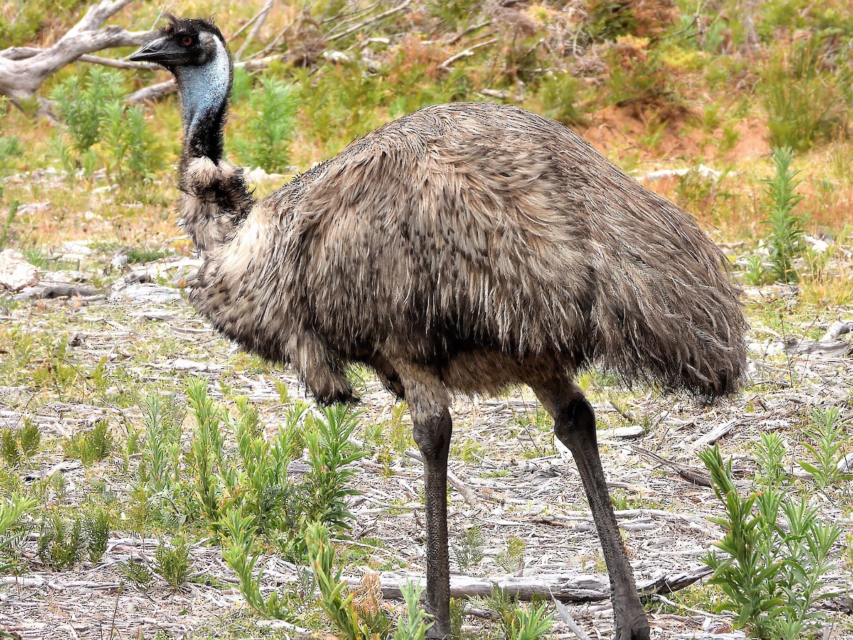 ML648258644 - Emu - Macaulay Library