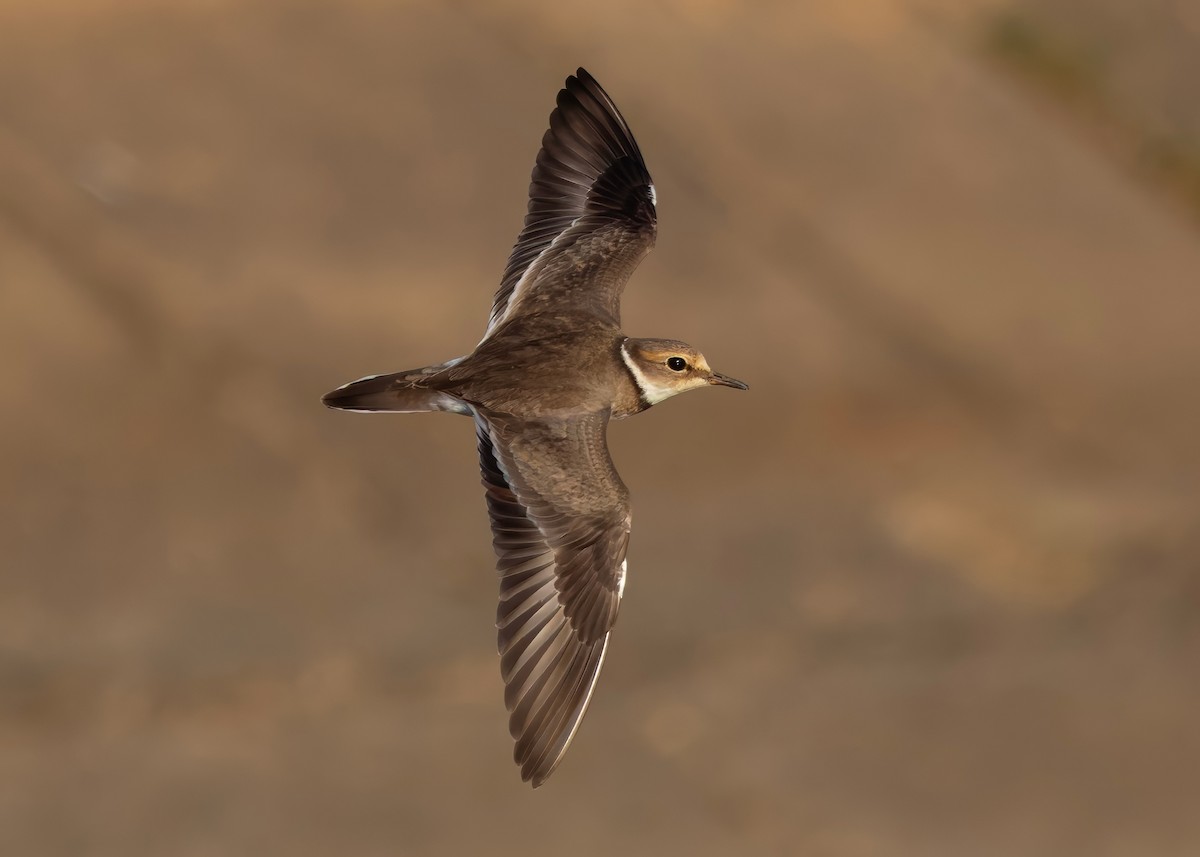 ML648266138 - Long-billed Plover - Macaulay Library
