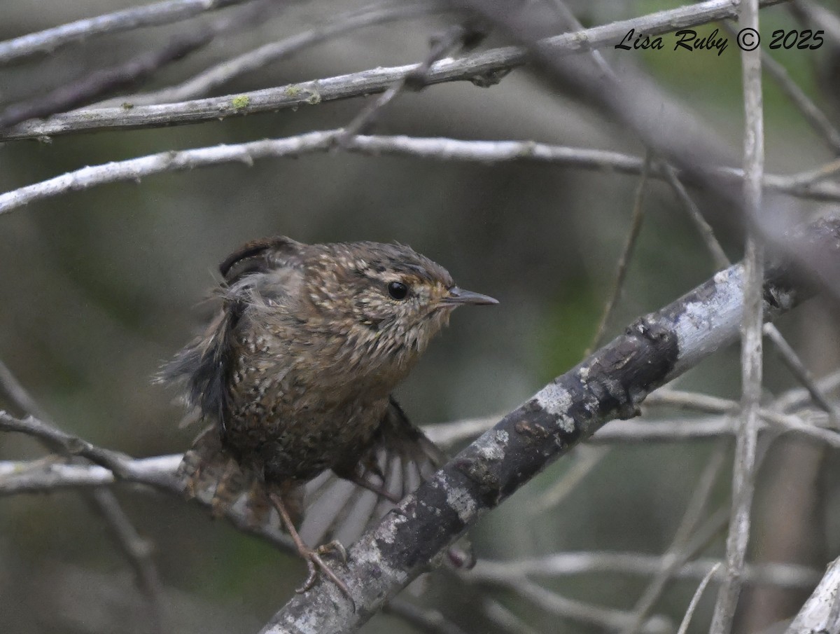 California Bird Atlas Checklist - 4 Jan 2026 - Escondido Creek at El ...