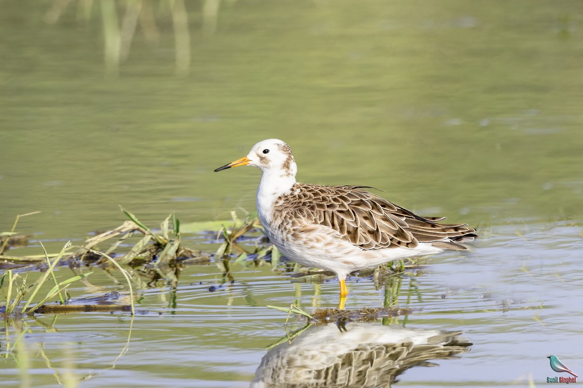 ML648274947 - Ruff - Macaulay Library