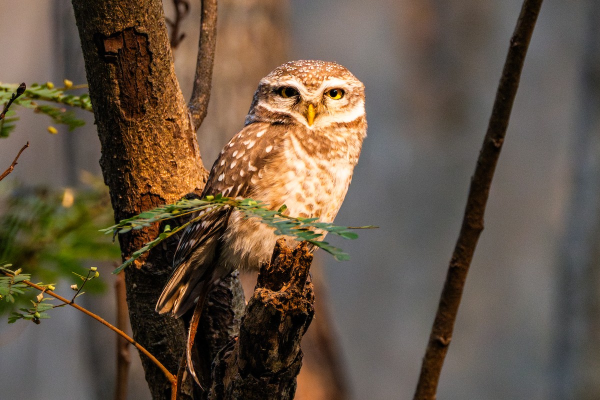 ML648275963 - Spotted Owlet - Macaulay Library