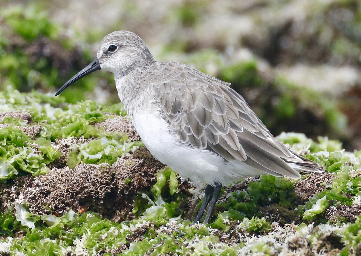 ML648281165 - Curlew Sandpiper - Macaulay Library