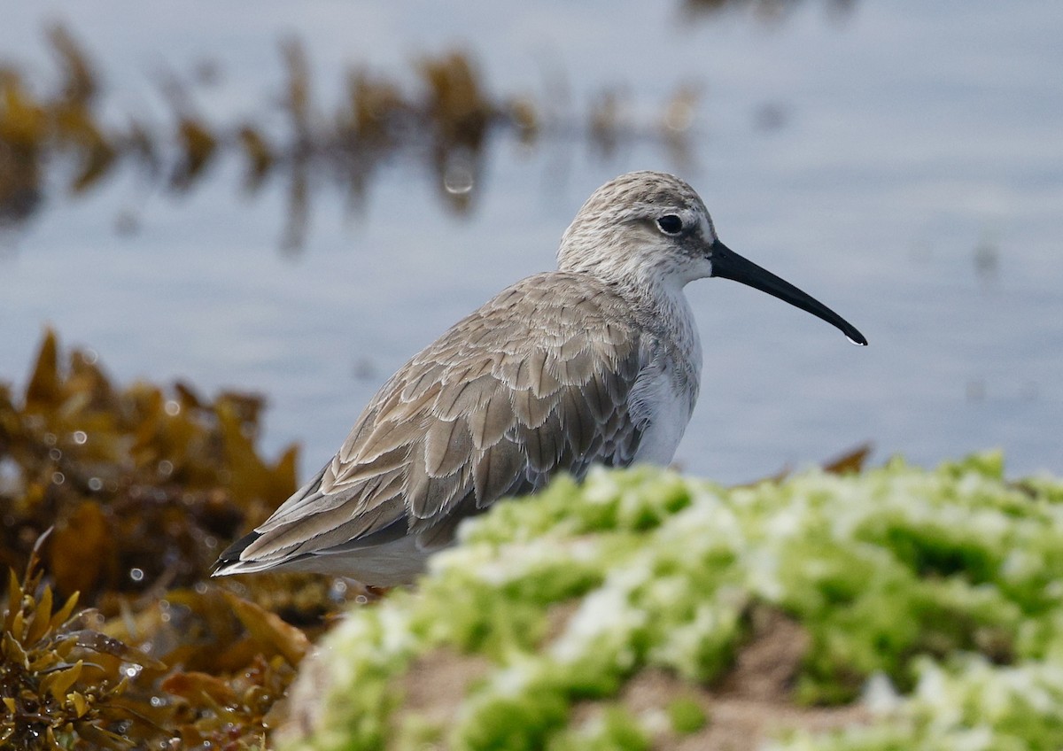ML648282583 - Curlew Sandpiper - Macaulay Library