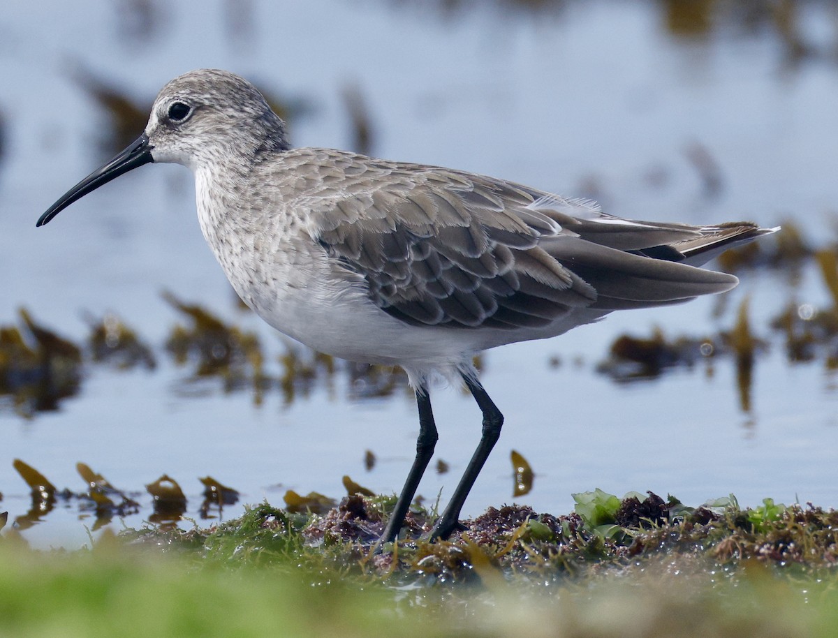ML648282586 - Curlew Sandpiper - Macaulay Library
