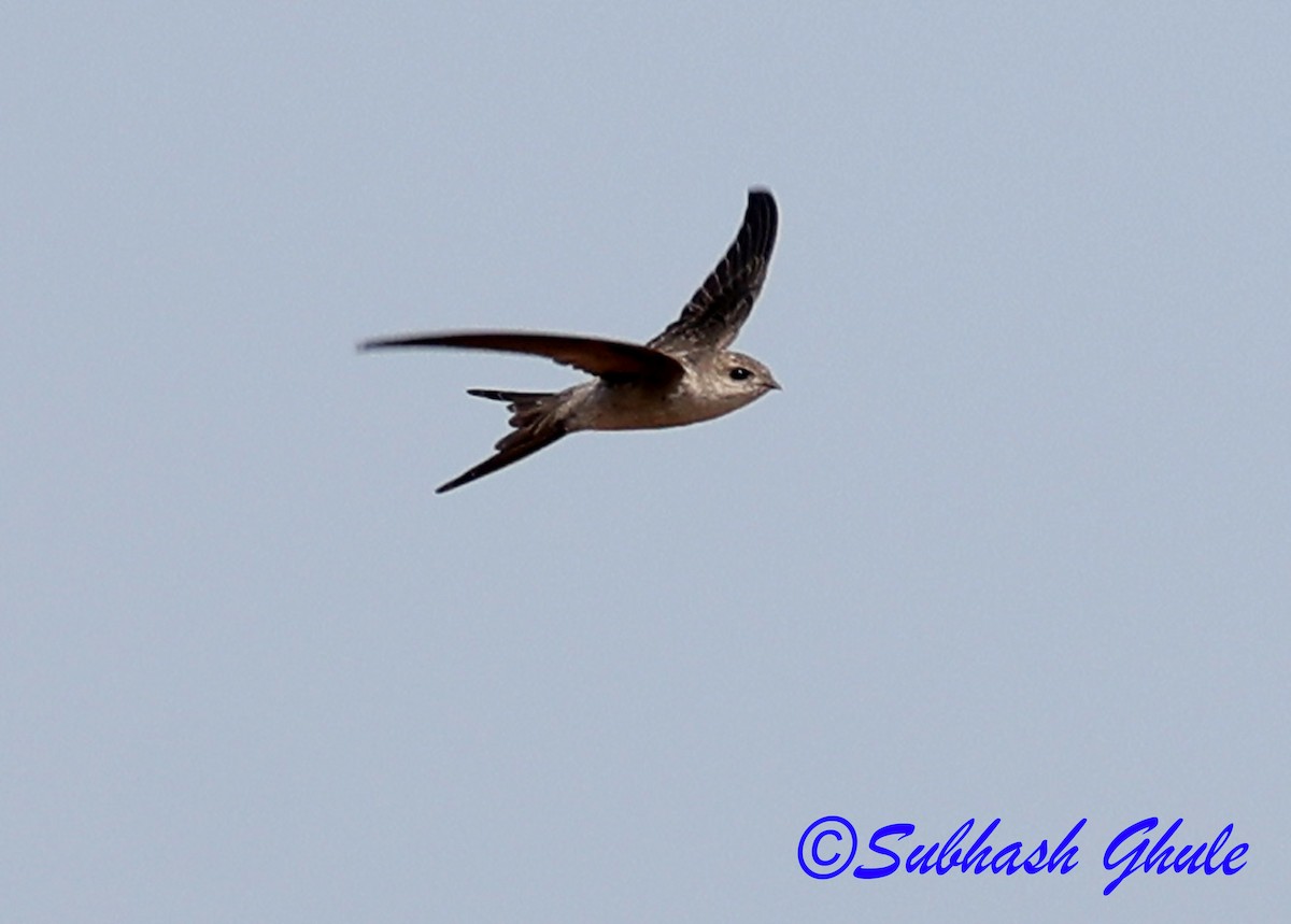 ML648285063 - Asian Palm Swift - Macaulay Library