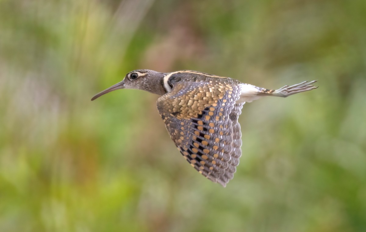ML648290317 - Greater Painted-Snipe - Macaulay Library