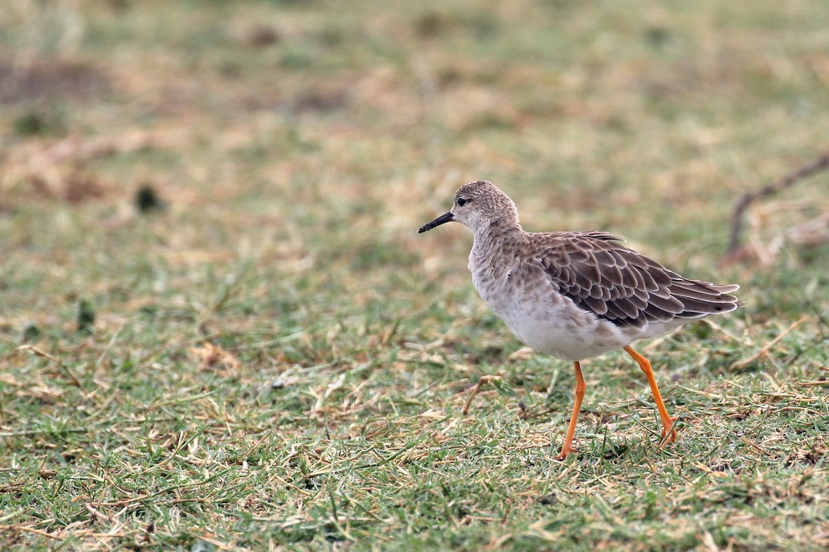 ML648290585 - Ruff - Macaulay Library