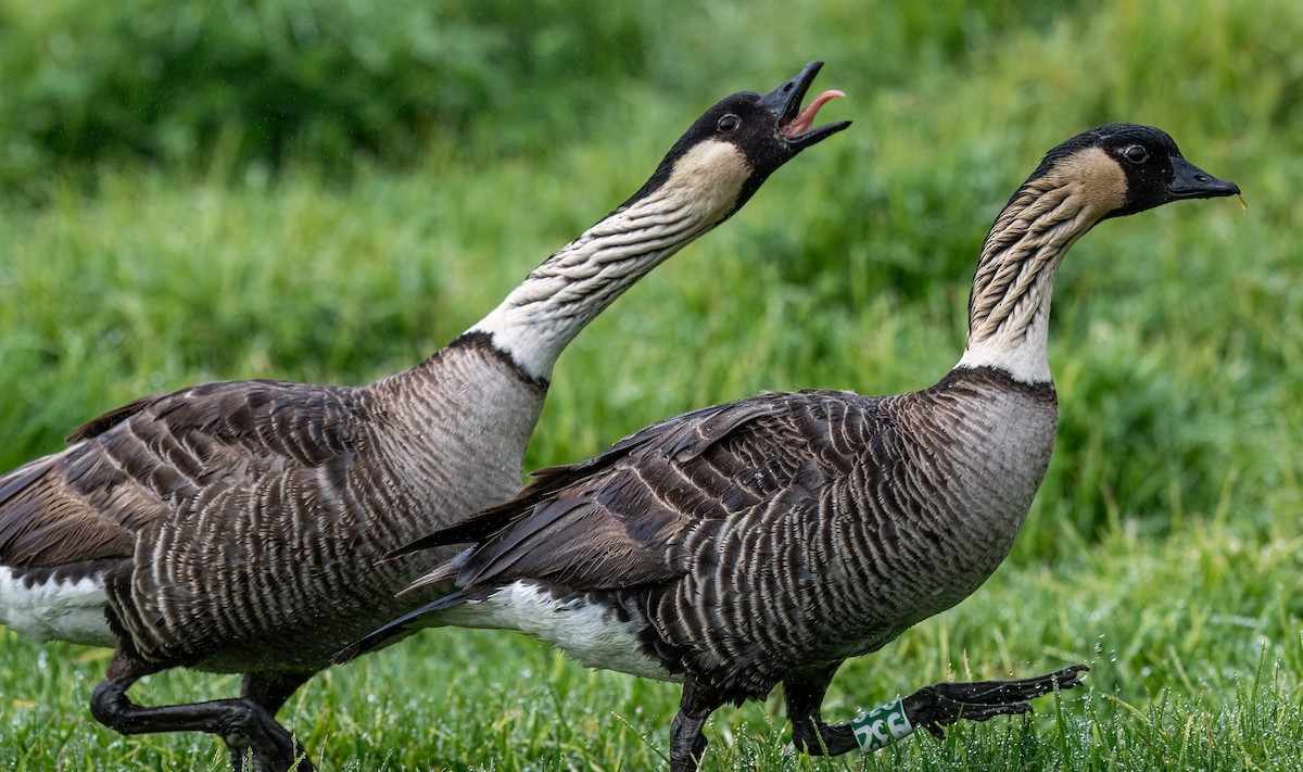 eBird Checklist - 23 Dec 2025 - Hakalau Forest NWR--Pua Akala Tract ...