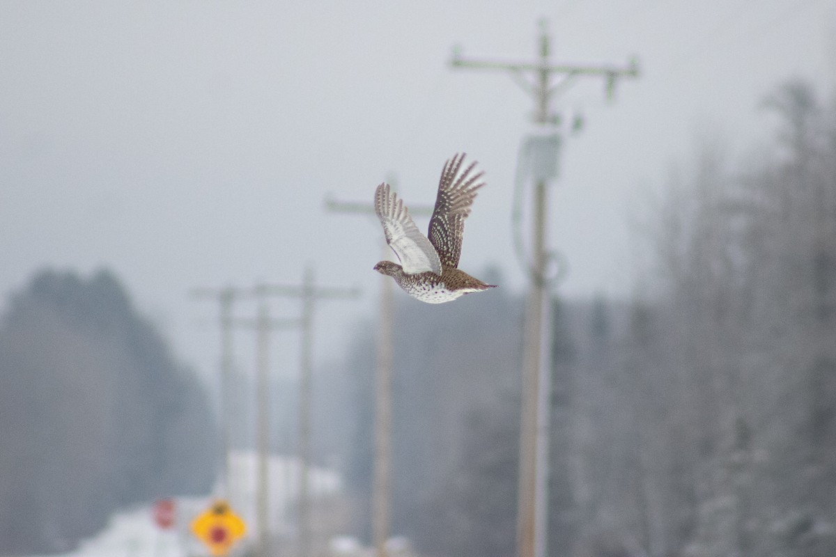 eBird Checklist - 5 Jan 2026 - Road 41 - 4 species
