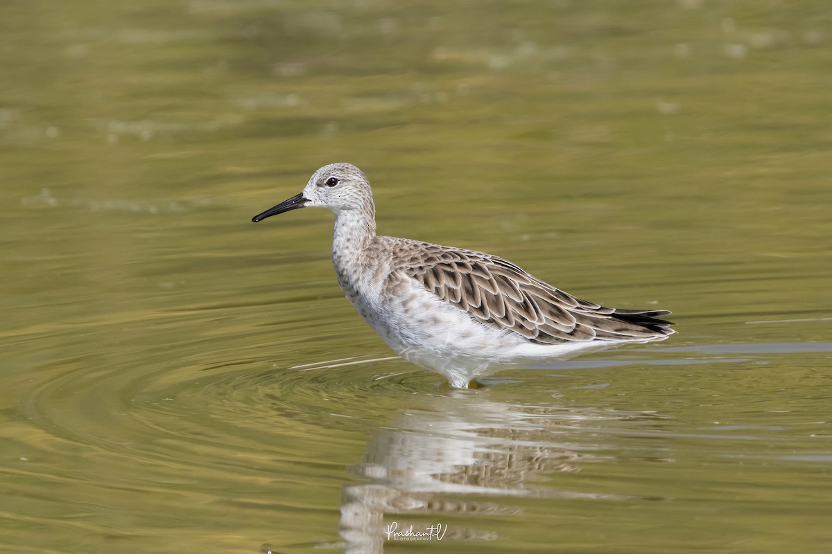 ML648295470 - Ruff - Macaulay Library