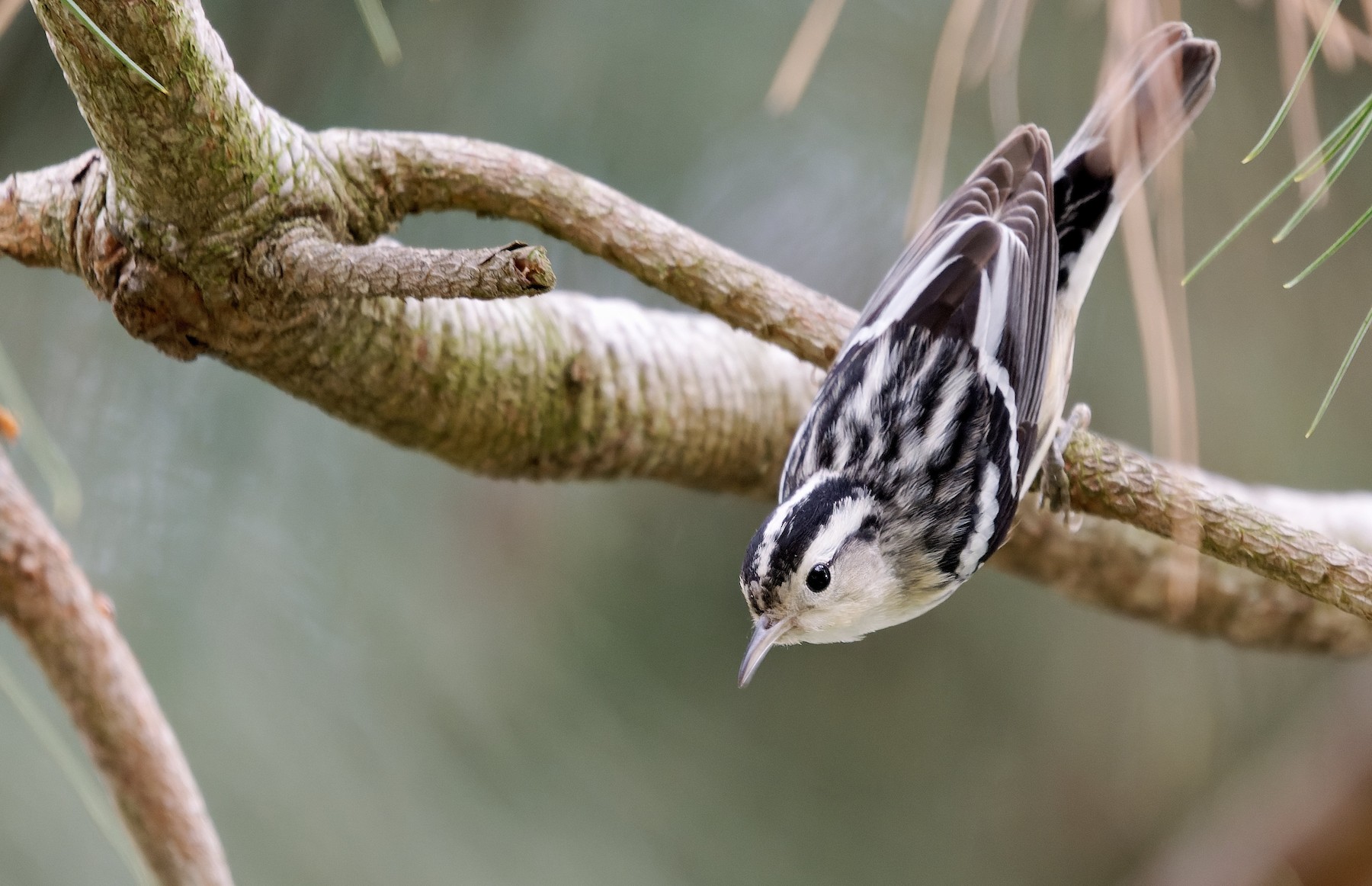 Your Best Shot Of The Day - Page 4 - What Bird Is That Forum