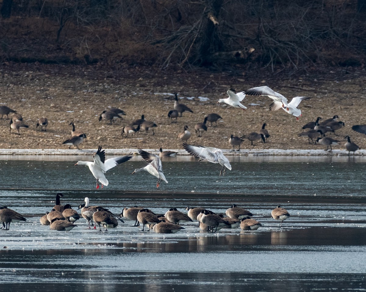 Pennsylvania Bird Atlas Checklist - 5 Jan 2026 - Long Arm Reservoir - 6 ...