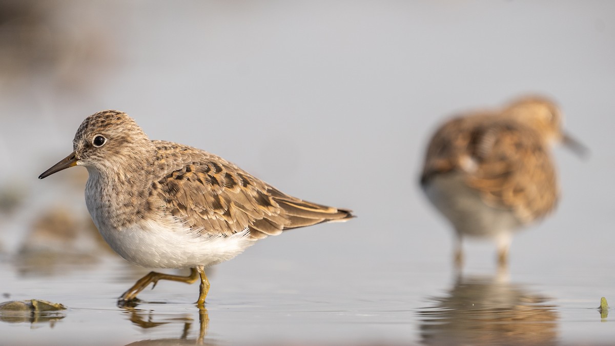 ML648310071 - Temminck's Stint - Macaulay Library