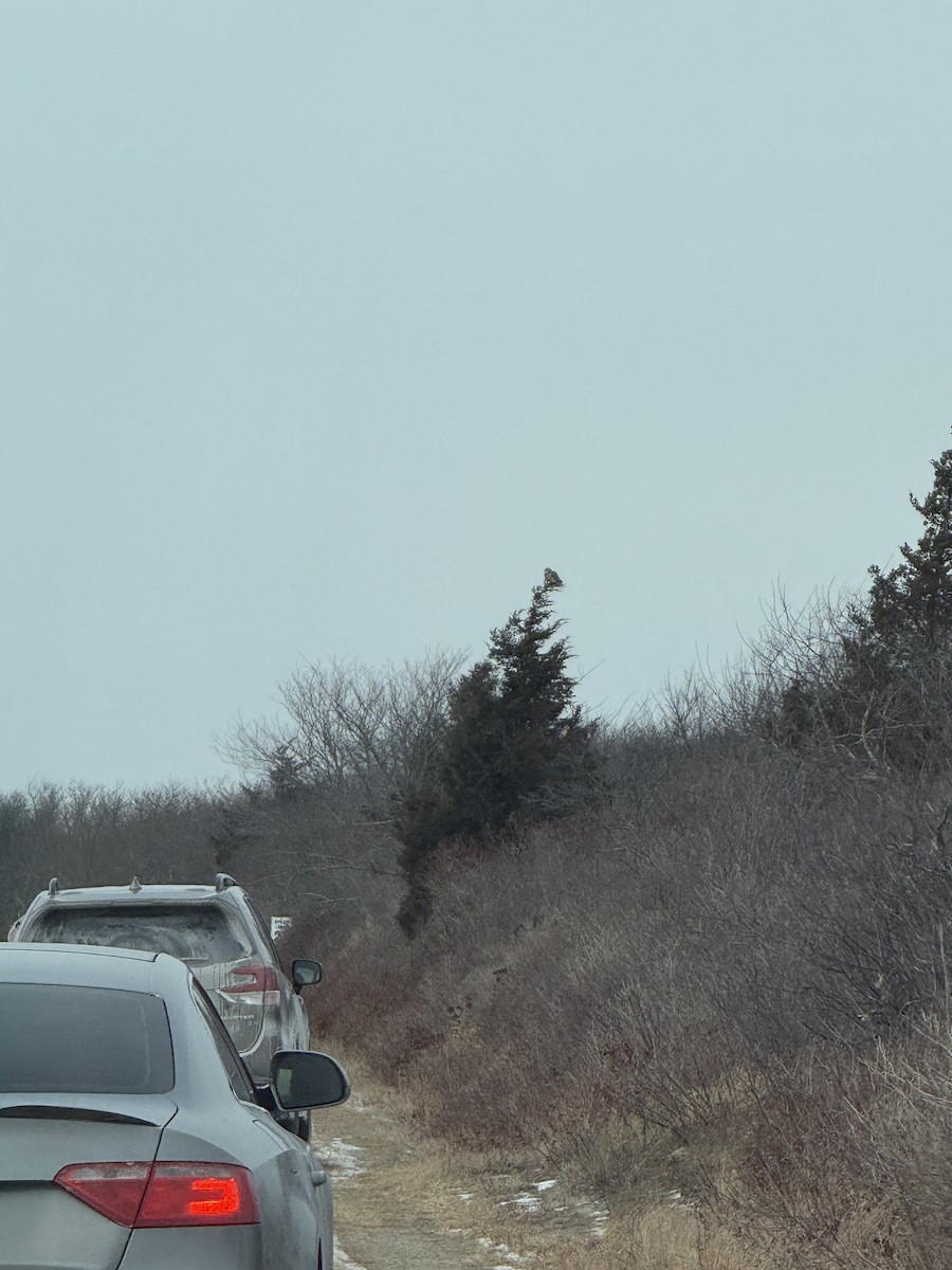 eBird Checklist - 5 Jan 2026 - Parker River NWR--Maintenance Area - 17 ...