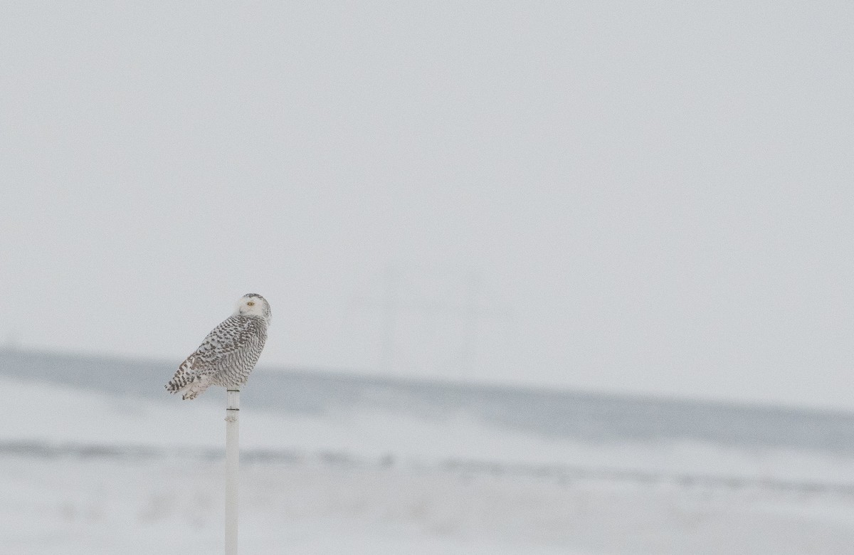 eBird Checklist - 4 Jan 2026 - Horace--Diversion Ponds - 2 species