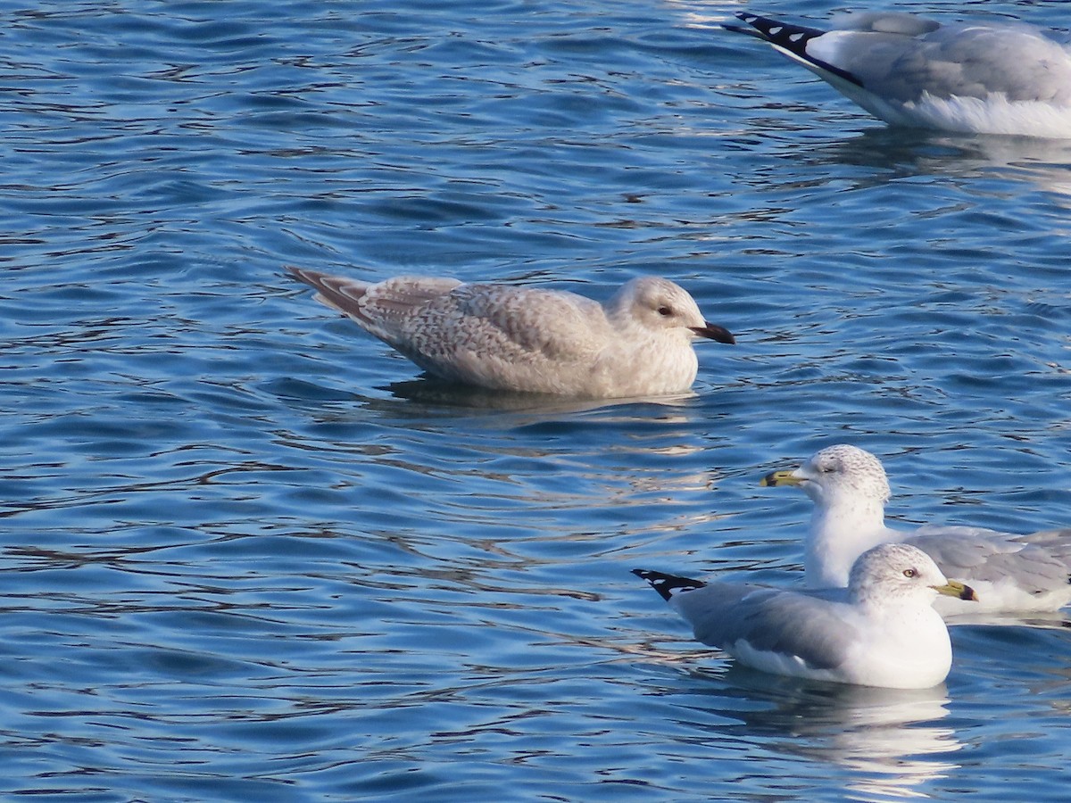 ML648320075 - Iceland Gull - Macaulay Library