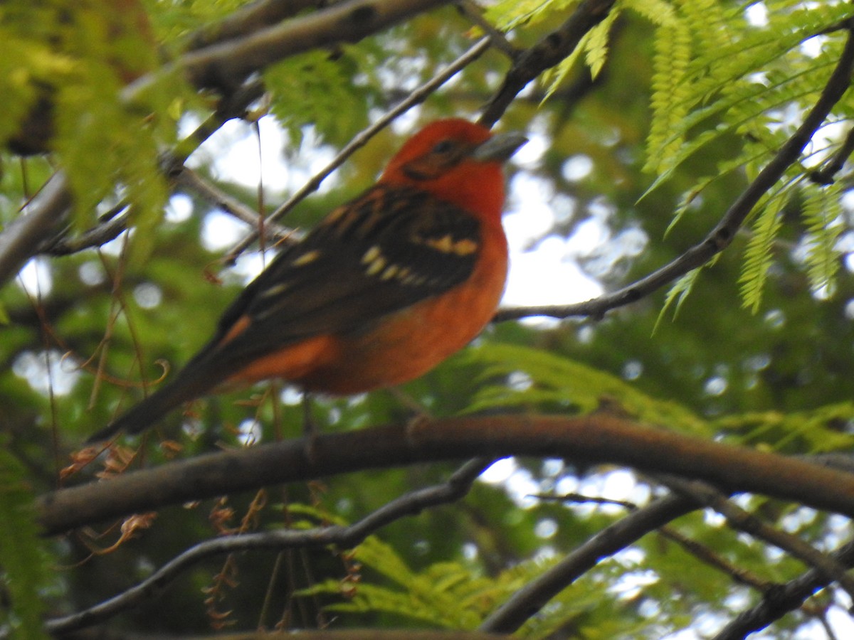 ML648325957 - Flame-colored Tanager - Macaulay Library