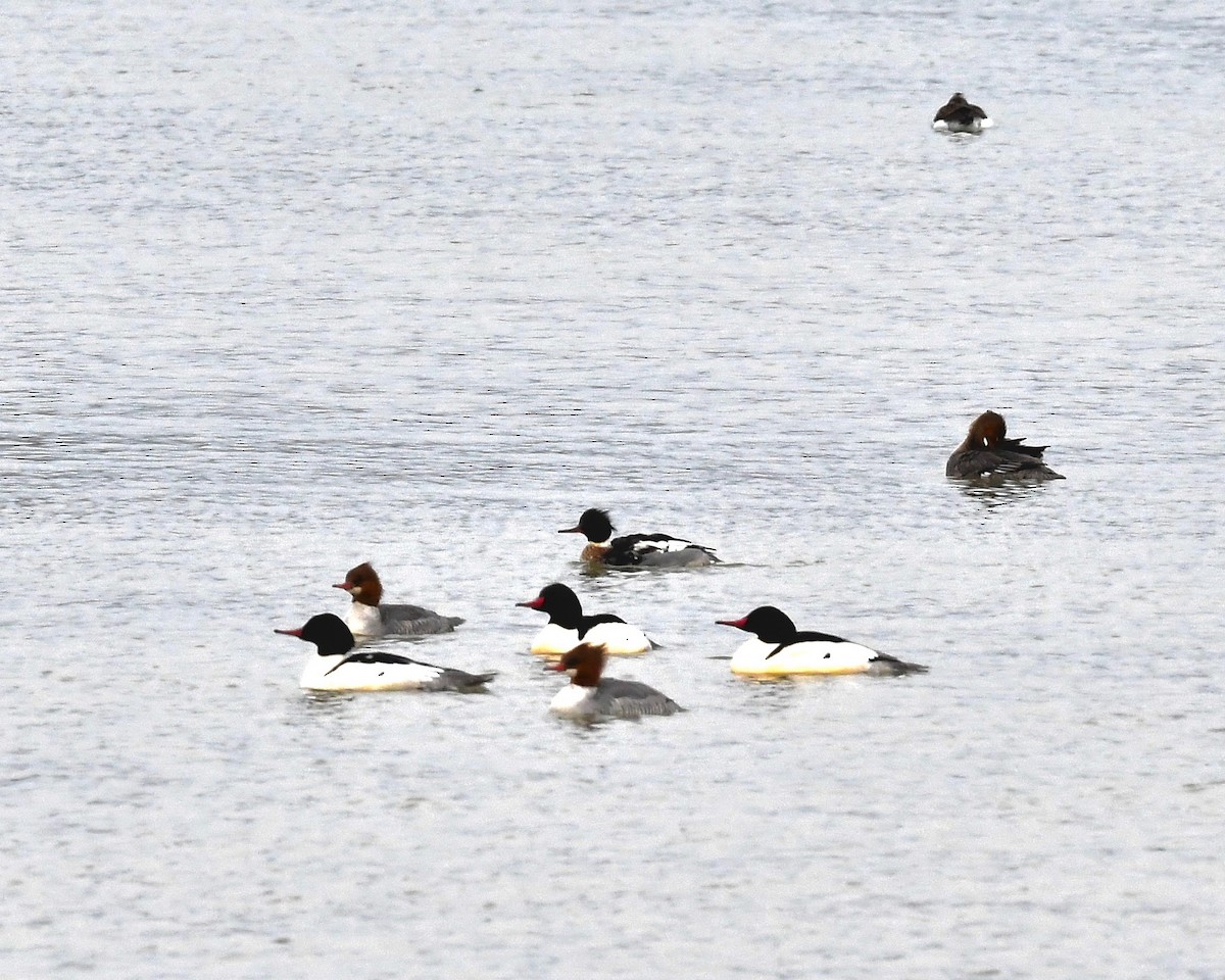 eBird Checklist - 4 Jan 2026 - Chrysler Beach - 9 species