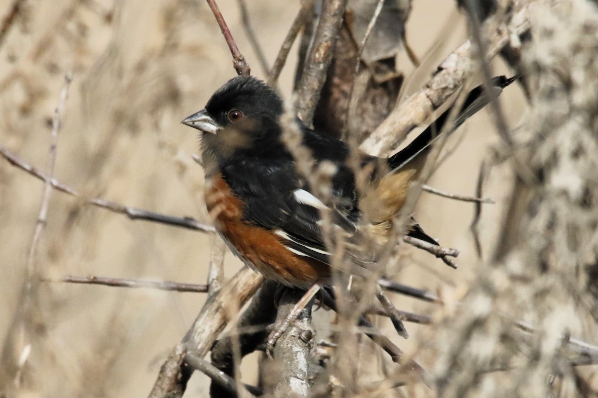 ML648332244 - Eastern Towhee - Macaulay Library