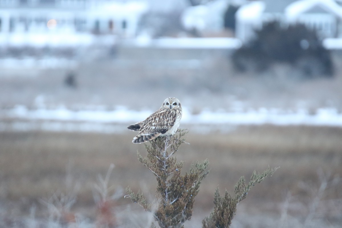 ML648334400 - Habitat: marsh view - Macaulay Library