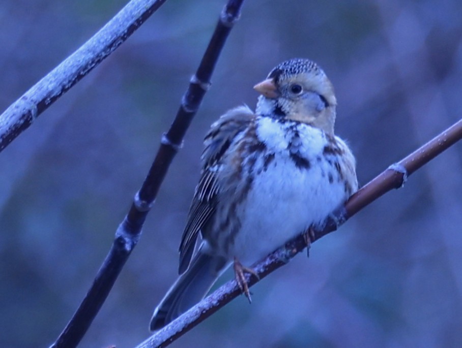 ML648336274 - Harris's Sparrow - Macaulay Library