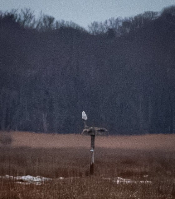 eBird Checklist - 4 Jan 2026 - Parker River NWR--Lot 2 - 1 species