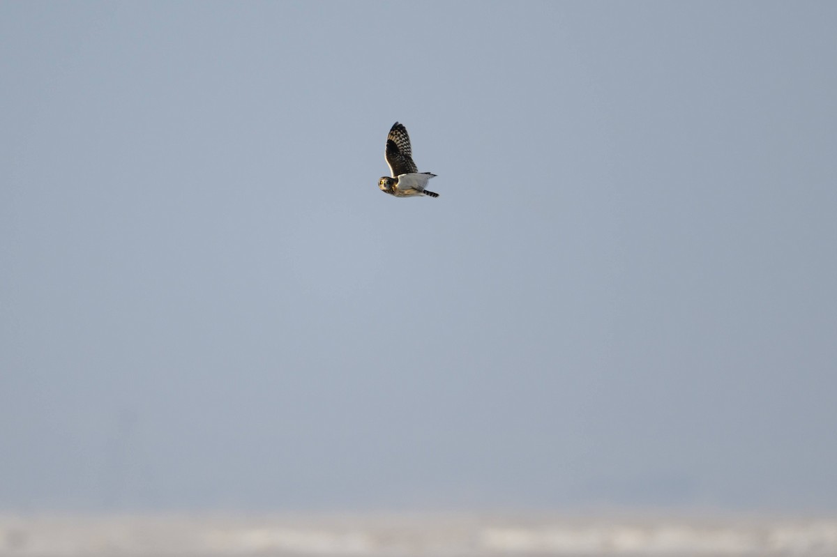 eBird Checklist - 5 Jan 2026 - Frank Lake--Basin 3 - 2 species
