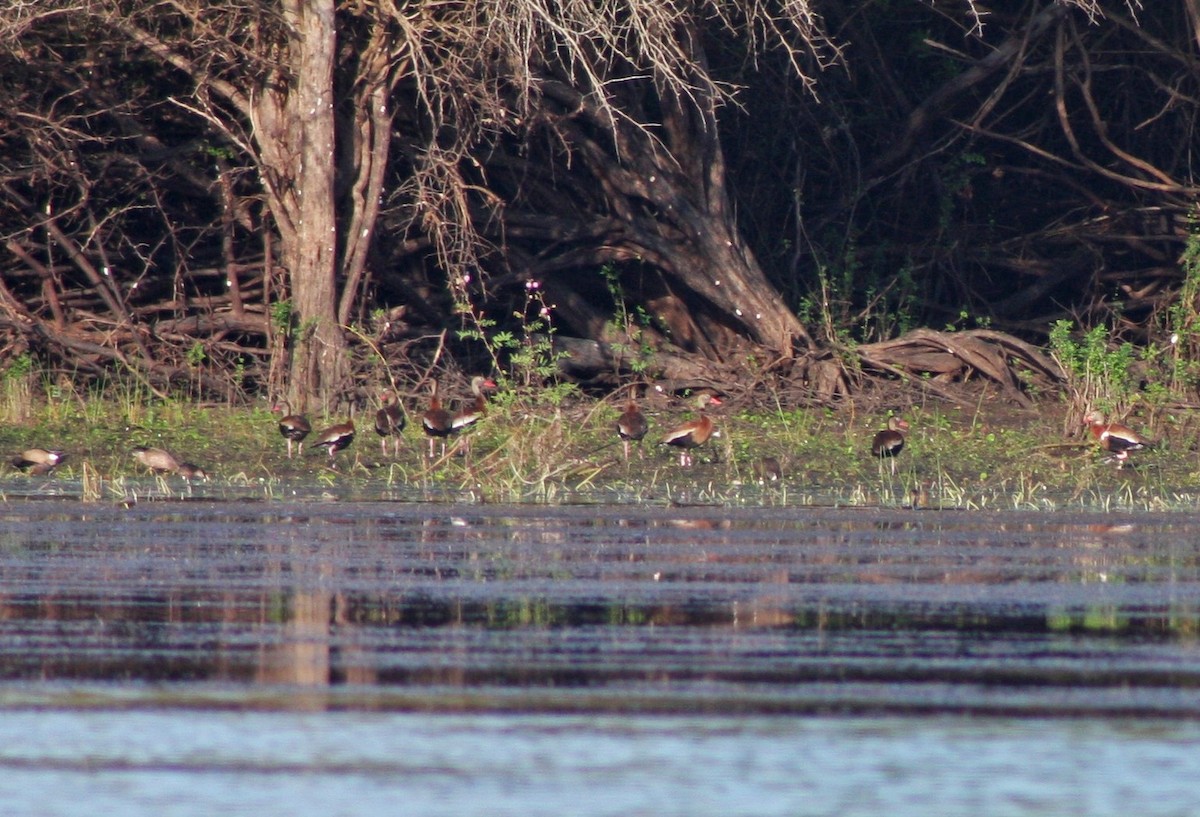 eBird Checklist - 3 Mar 2008 - Crooked Tree Wildlife Sanctuary - 44 species
