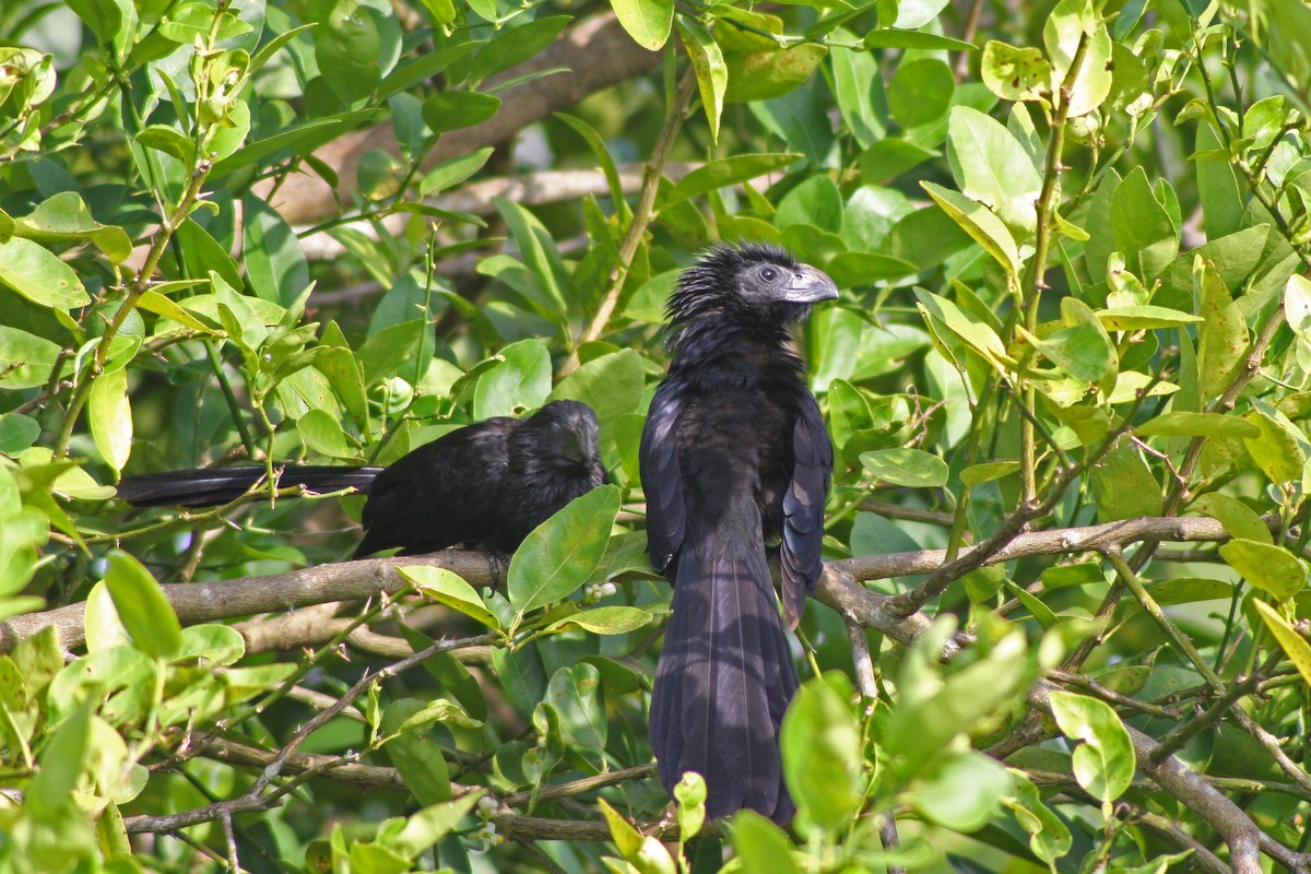 eBird Checklist - 3 Mar 2008 - Orange Walk Town--St.Christopher's Hotel ...