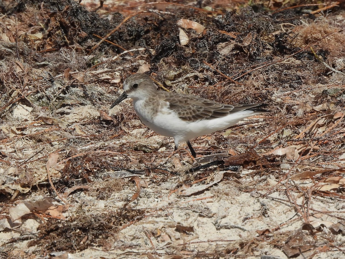 ML648342739 - Red-necked Stint - Macaulay Library
