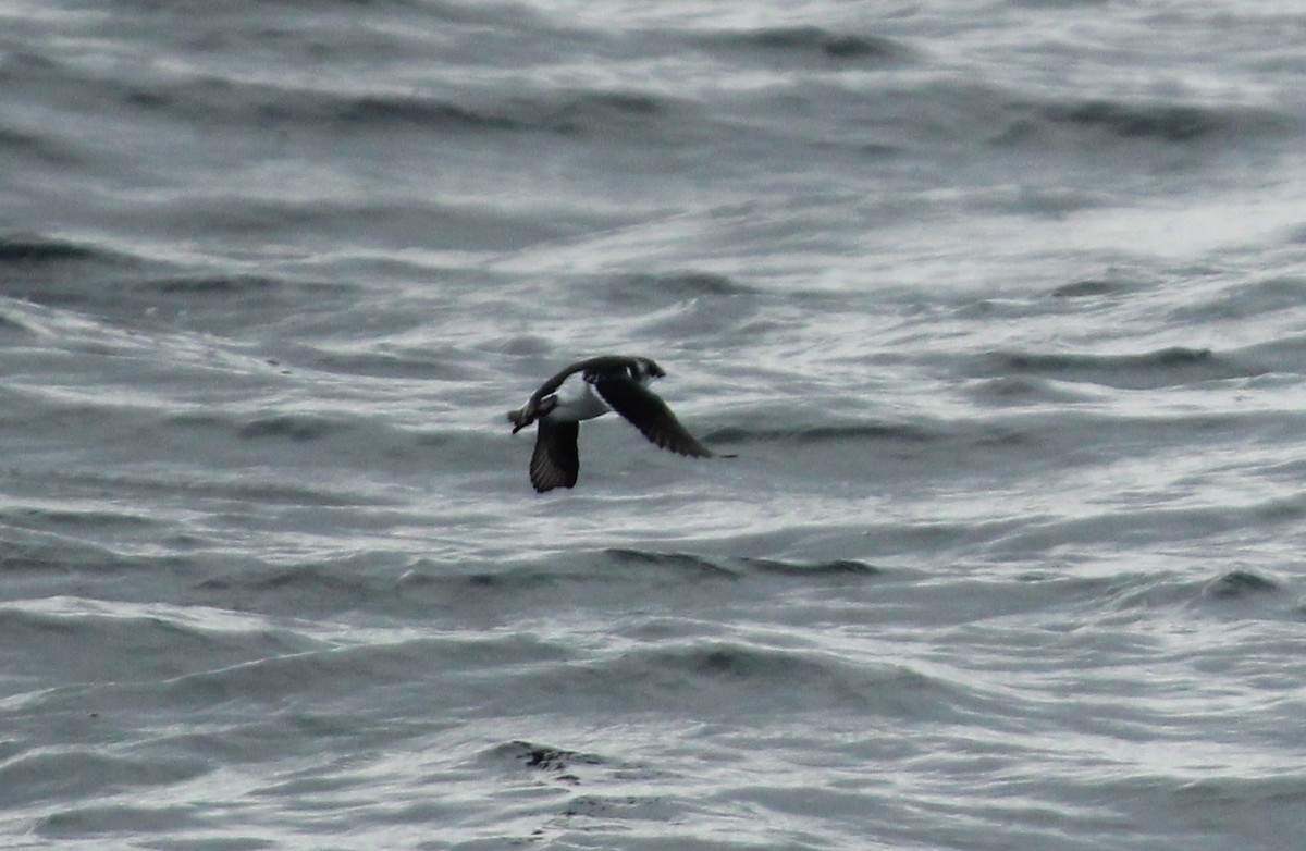 eBird Checklist - 3 Jan 2026 - Hillstar Nature Pelagic -- 01/03/26 (7 ...