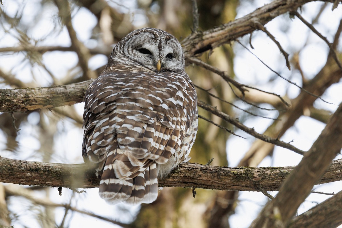 eBird Checklist - 5 Jan 2026 - UW Madison Arboretum (general) - 23 species