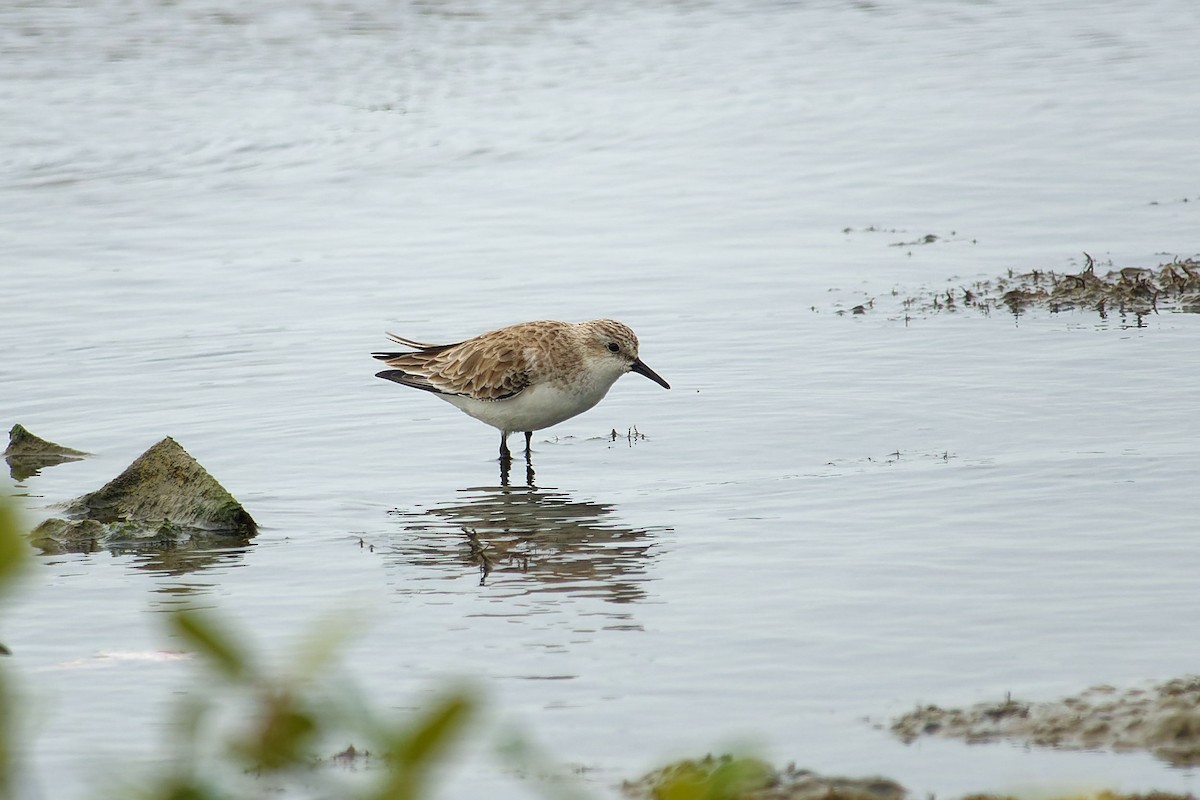 ML648350328 - Red-necked Stint - Macaulay Library