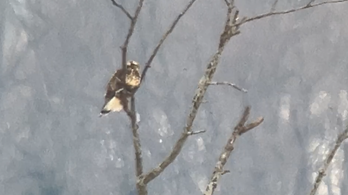 ML648356878 - Rough-legged Hawk - Macaulay Library