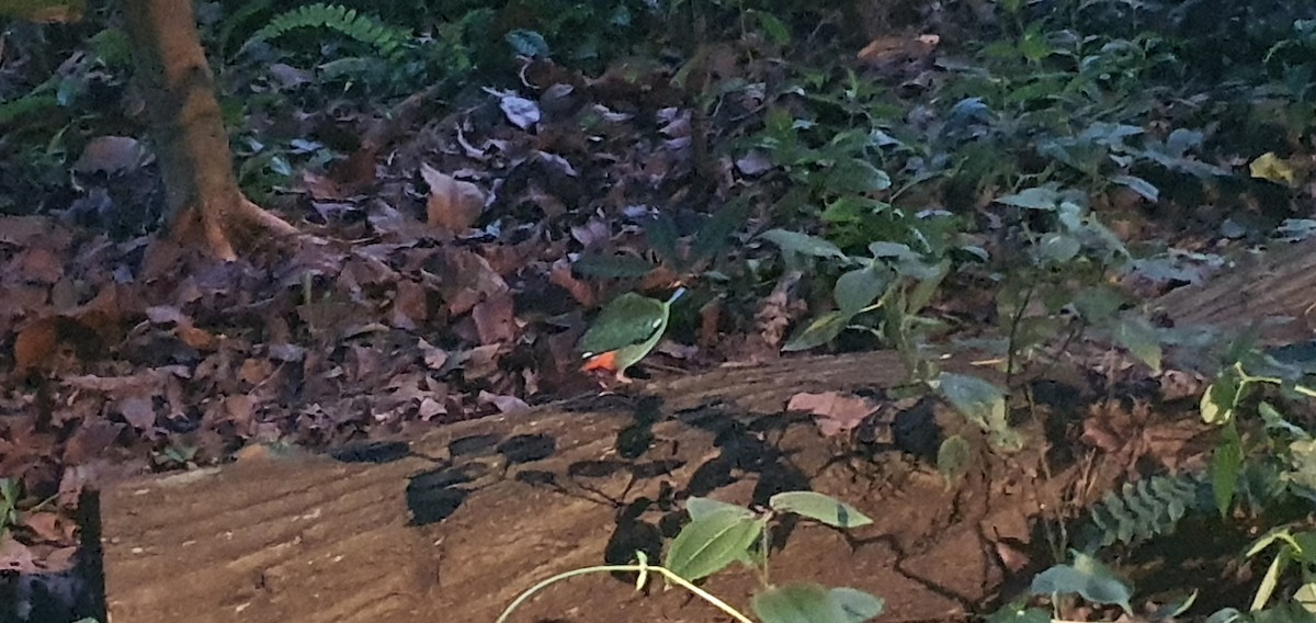 eBird Checklist - 6 Jan 2026 - Bidadari Park (inc. former Bidadari ...