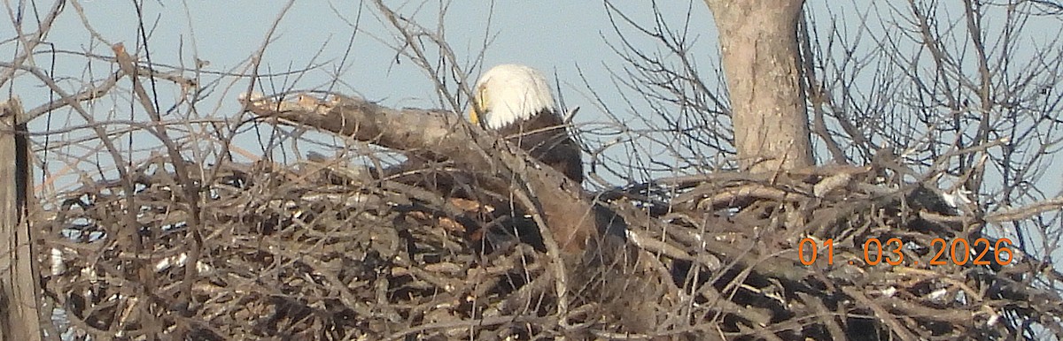 ML648365349 - Bald Eagle - Macaulay Library