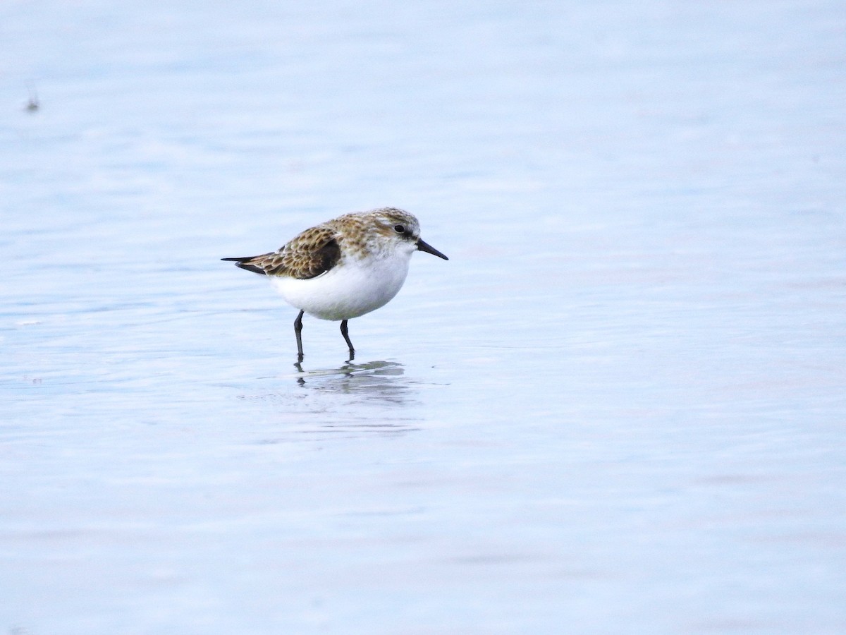 ML648370705 - Little Stint - Macaulay Library
