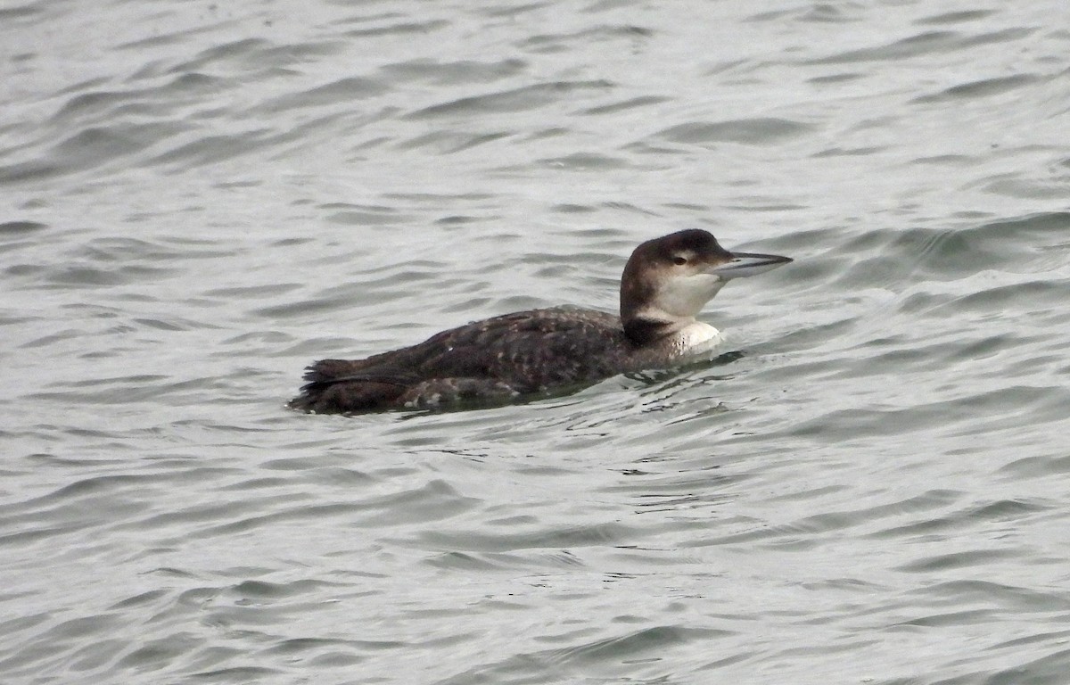eBird Checklist - 6 Jan 2026 - Hartlen Point - 32 species (+2 other taxa)