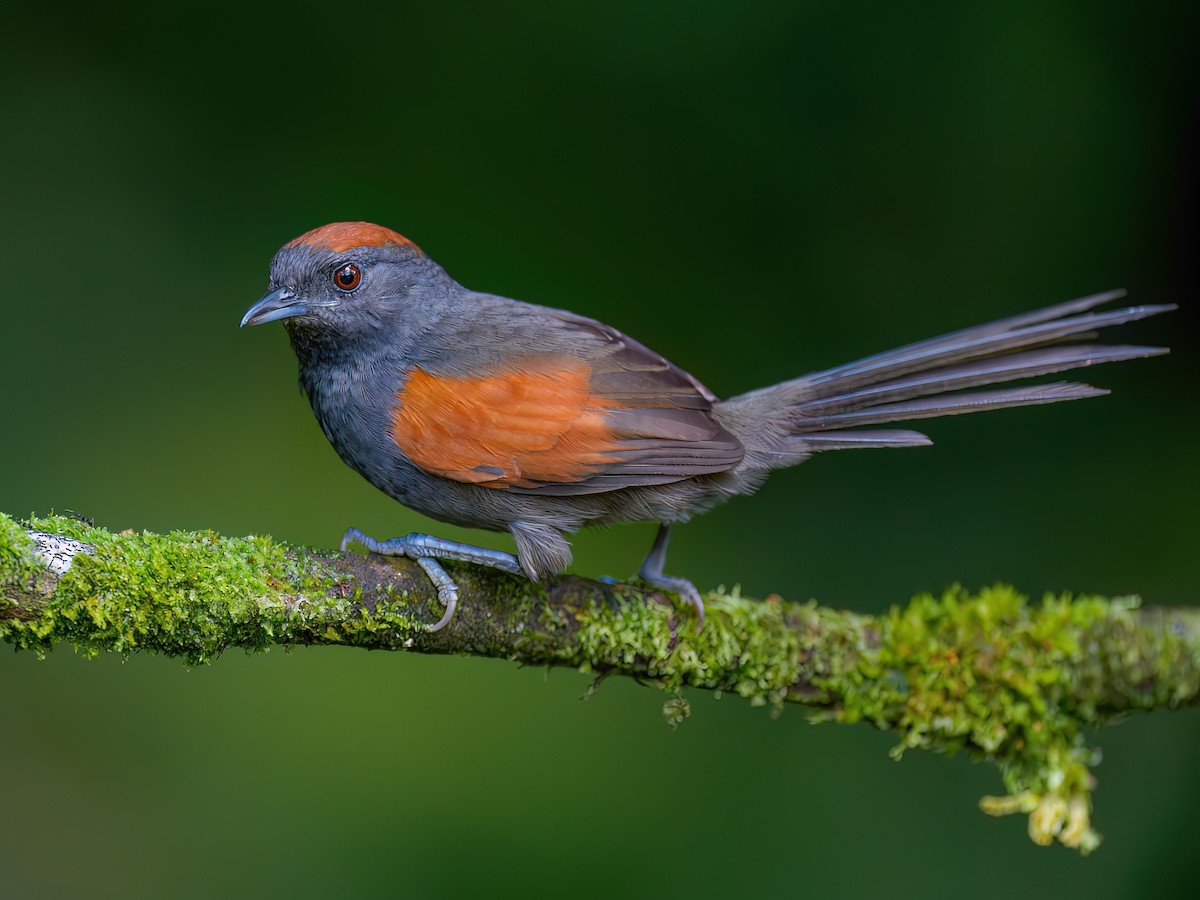 Slaty Spinetail - Synallaxis brachyura - Birds of the World