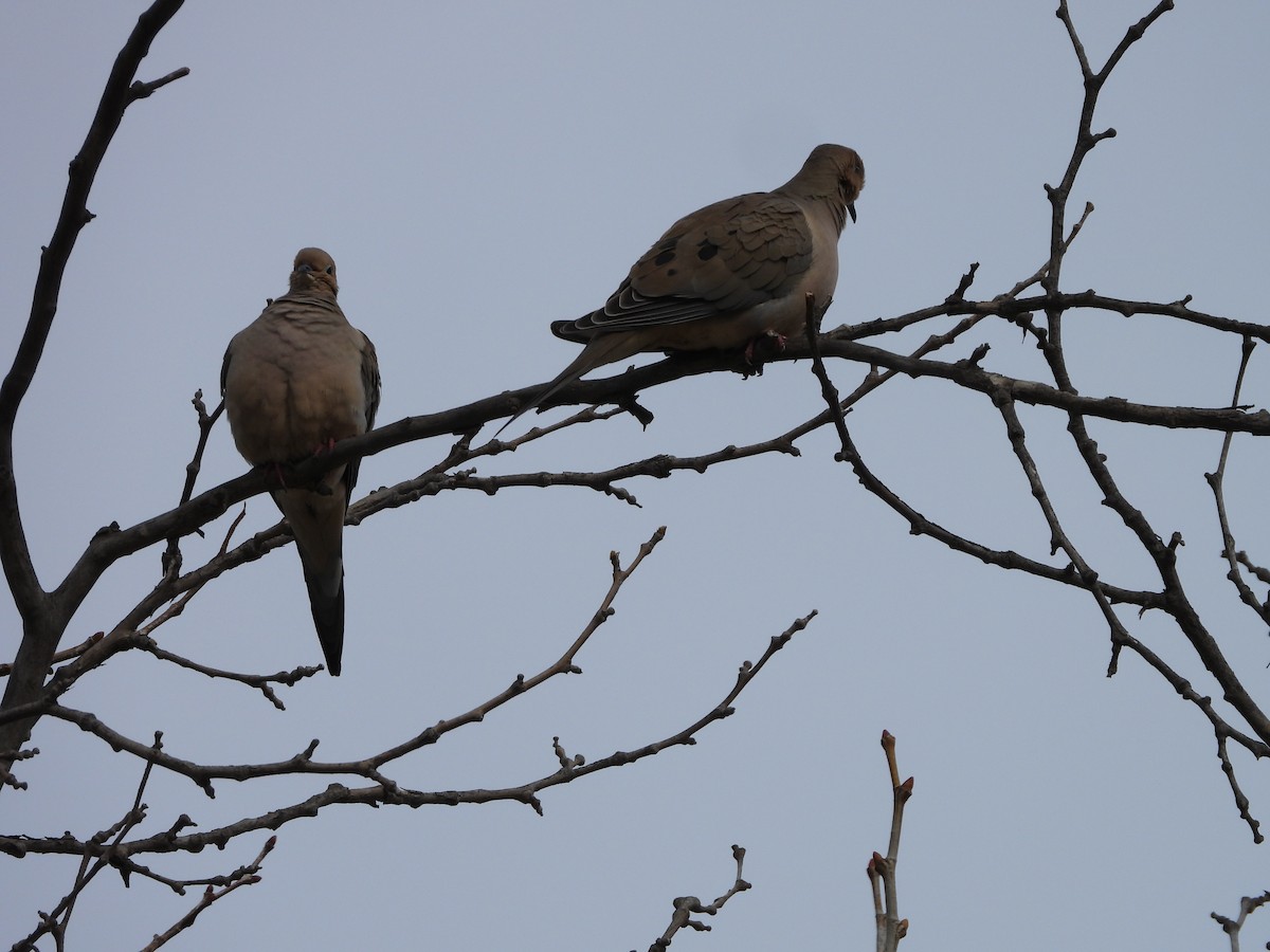 eBird Checklist - 6 Jan 2026 - Allen J. Martin Park - 11 species