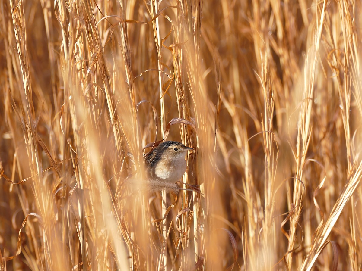 eBird Checklist - 5 Jan 2026 - Fowler Rd. Irrigation Pond - 66 species
