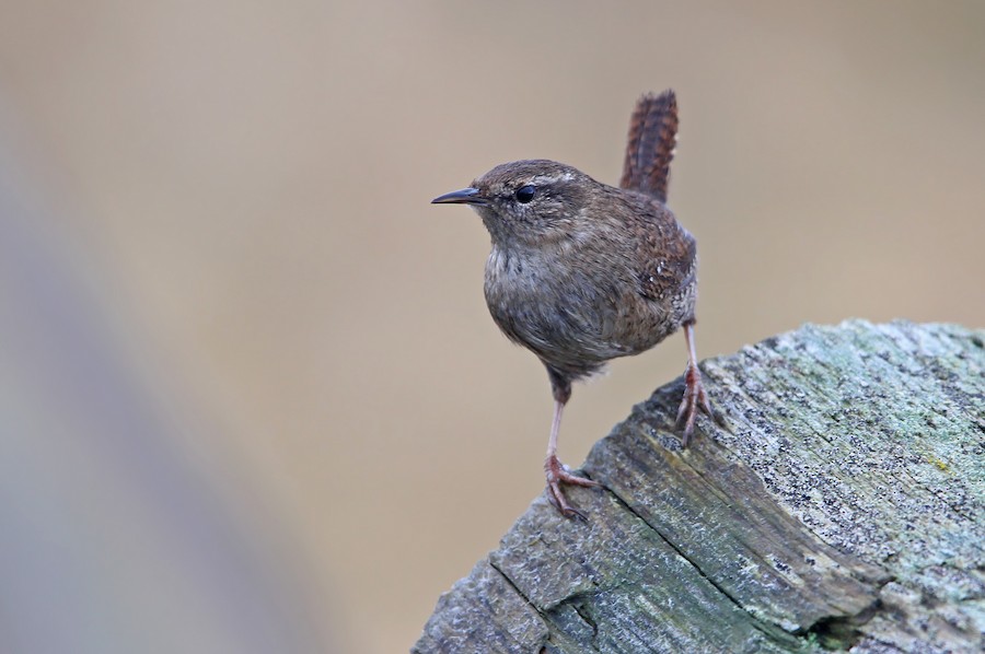 Eurasian Wren (Iceland) - eBird