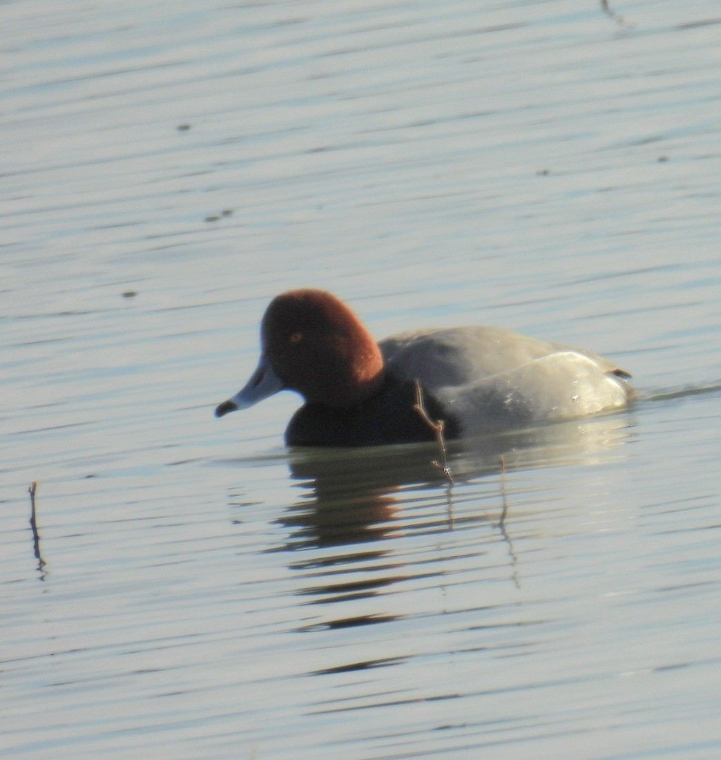 eBird Checklist - 6 Jan 2026 - Bosque del Apache NWR - 61 species (+6 ...