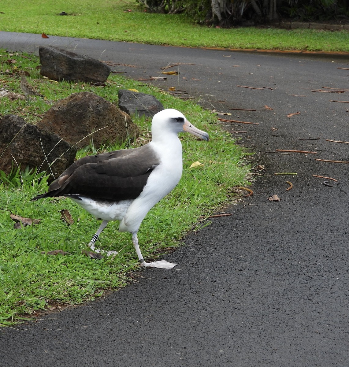 ML648405977 - Laysan Albatross - Macaulay Library