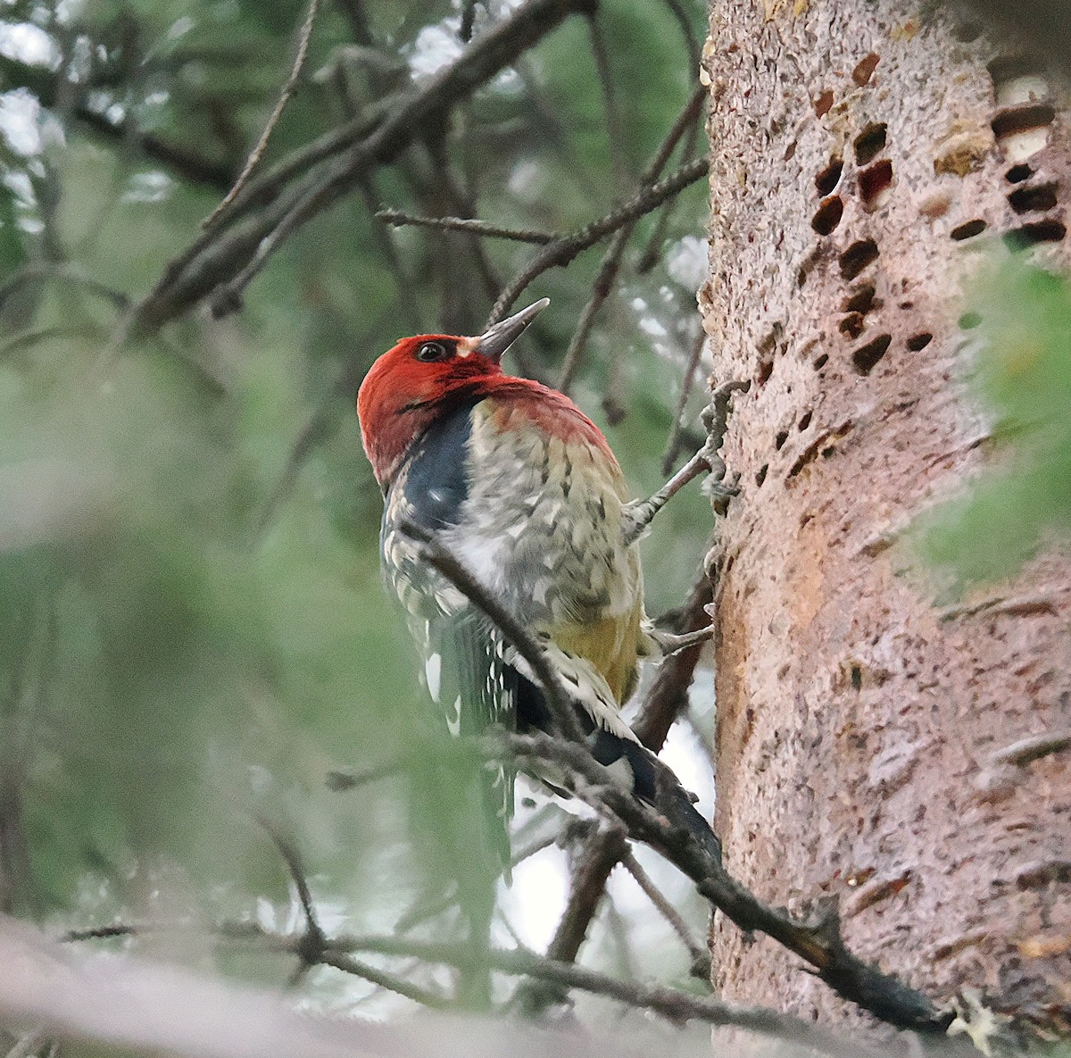 eBird Checklist - 6 Jan 2026 - Bear Creek Provincial Park - 4 species